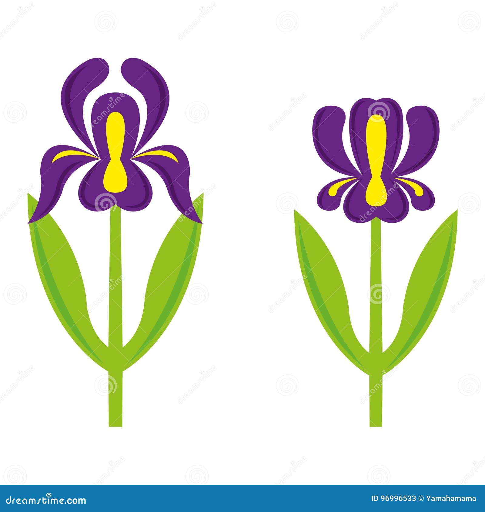 Iris stock vector. Illustration of green, icon, flower - 96996533