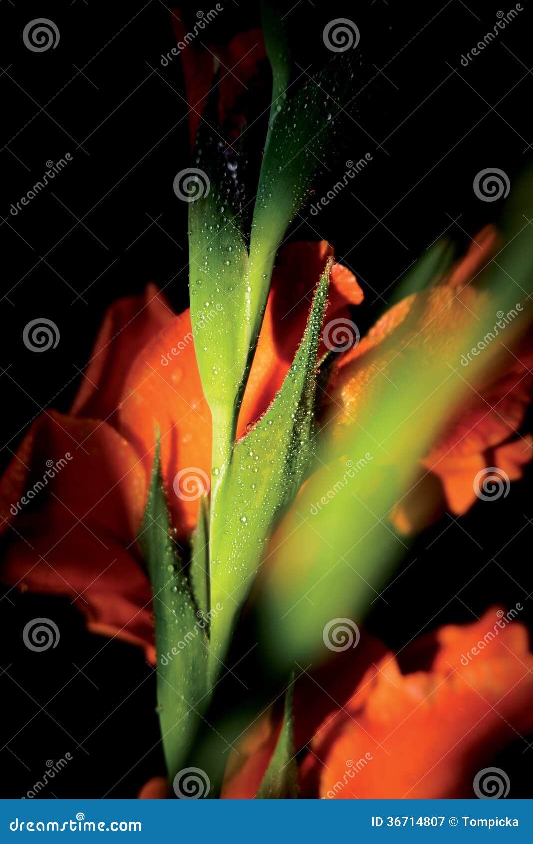 Iris shadow stock image. Image of field, meadow, iris - 36714807