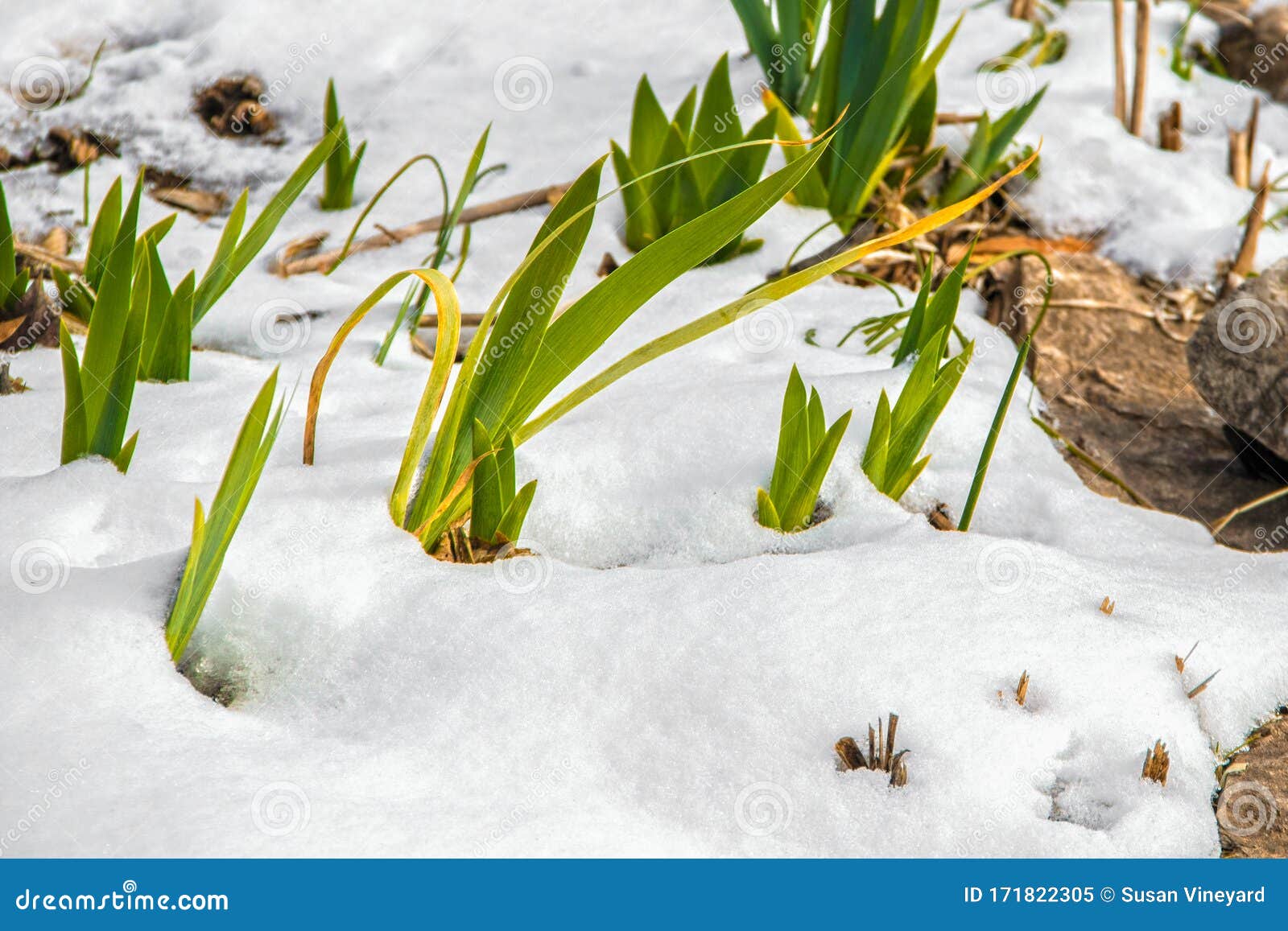 Iris Shoots Growing in the Snow in Early Spring - Selective Focus Stock ...