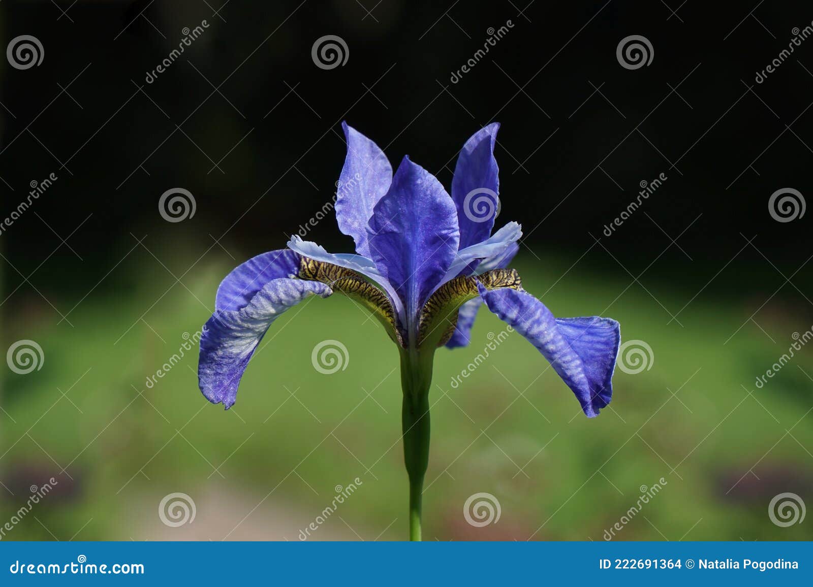 Iris Siberian Flower Purple Close Up Alone in Summer Stock Photo ...