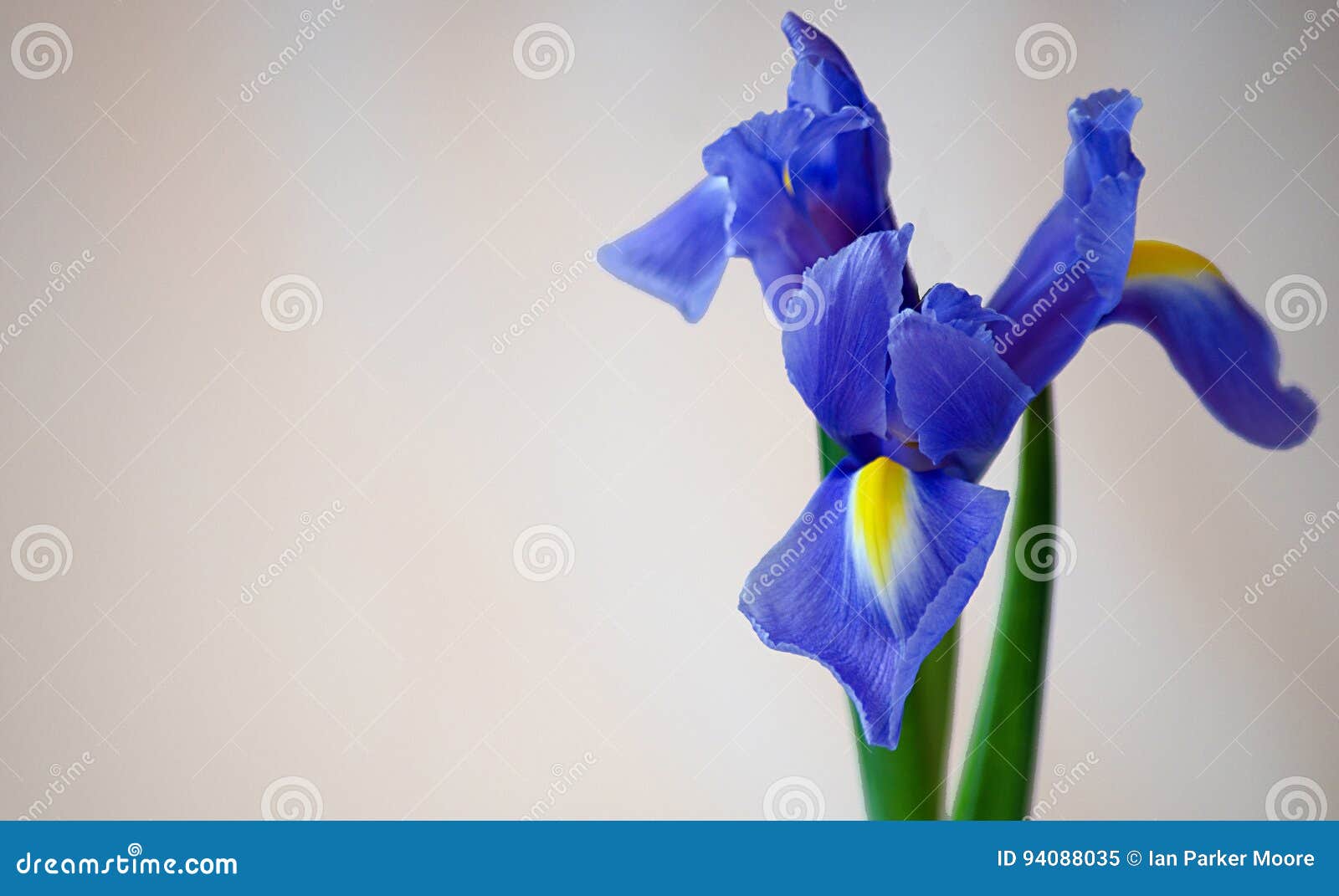 Iris stock image. Image of indoors, single, iris, beautiful - 94088035