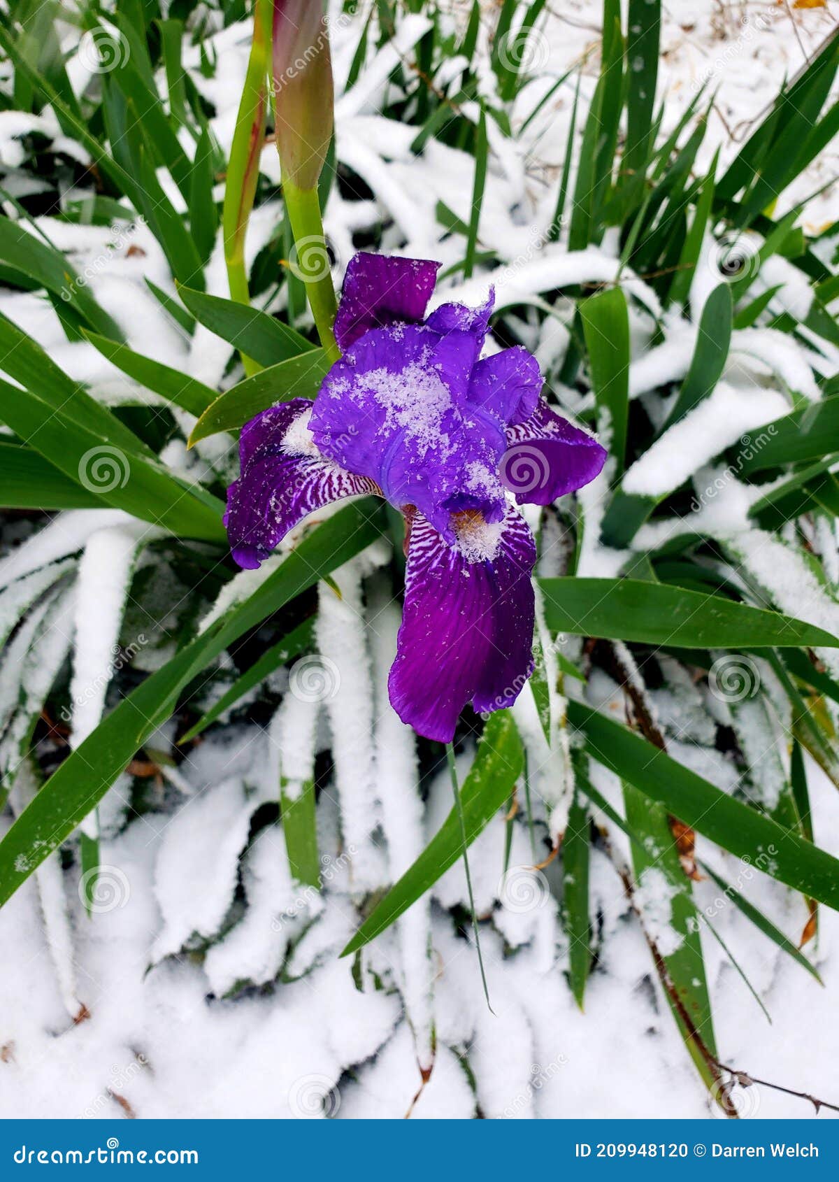 Iris in the Snow stock photo. Image of winter, uncharachteristic ...