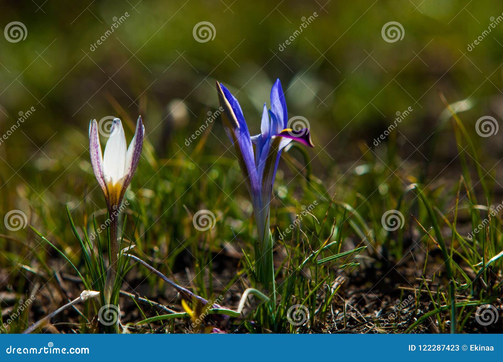 Iris snowdrop stock image. Image of flower, bright, button - 122287423