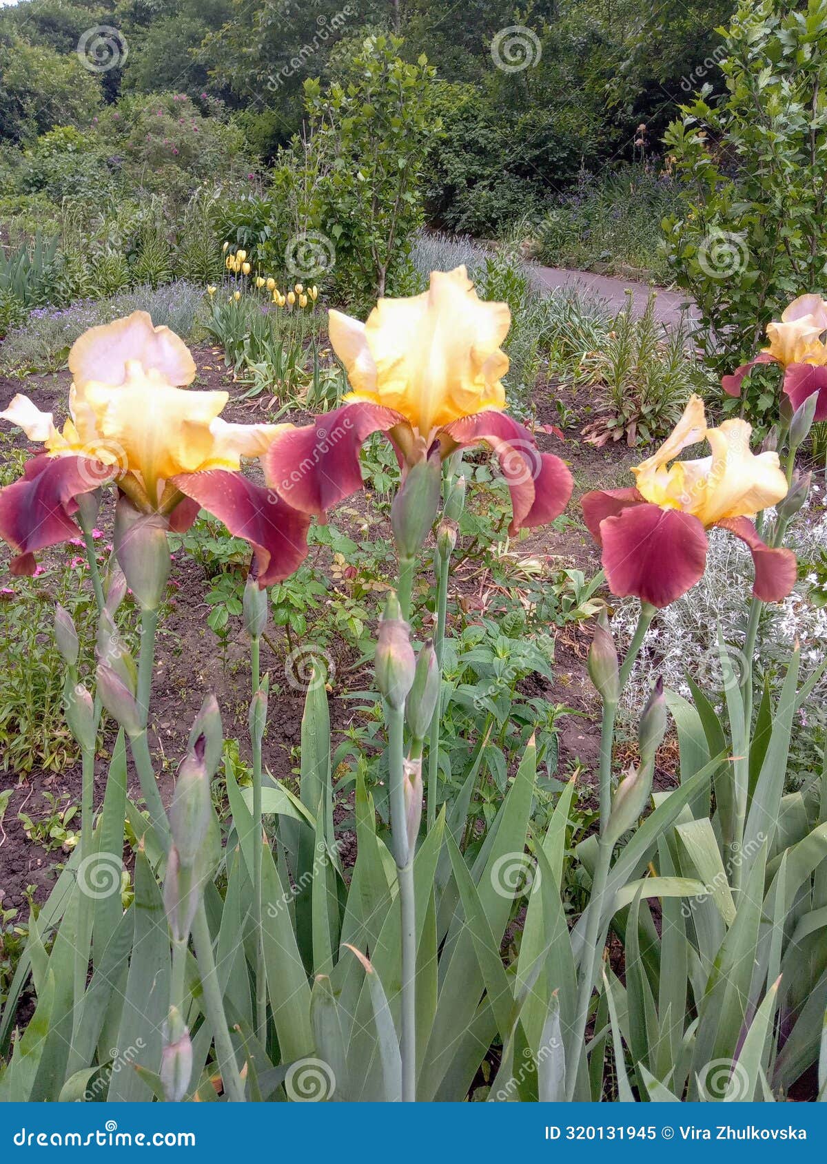 Iris Spring Flower in the Sunny Garden Stock Image - Image of closeup ...