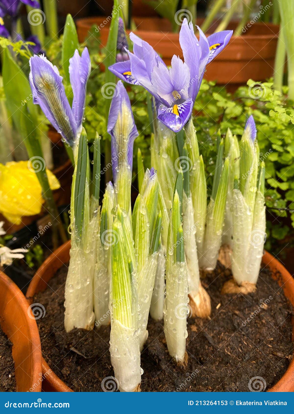 Iris in spring stock image. Image of flower, bloom, beauty - 213264153