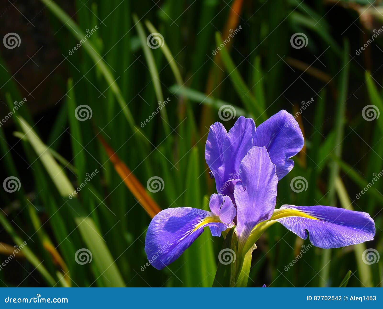 The Iris is a Symbol of Strength and Eloquence Stock Photo - Image of ...