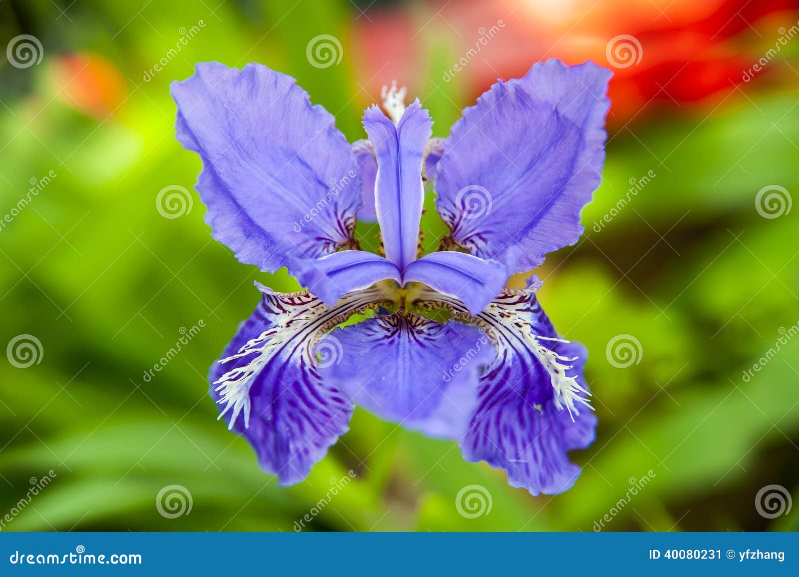 Iris Tectorum, Roof Iris, Wall Iris Stock Photography | CartoonDealer ...