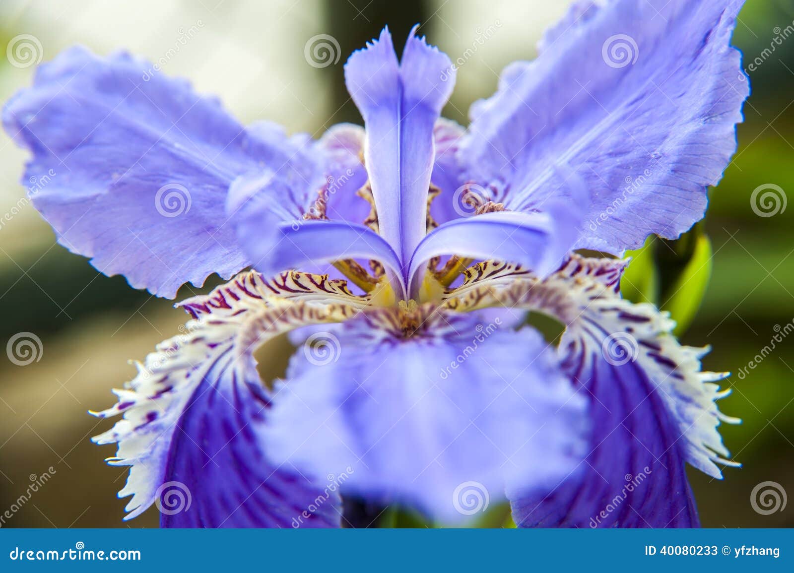 Iris Tectorum, Roof Iris, Wall Iris Stock Photography | CartoonDealer ...