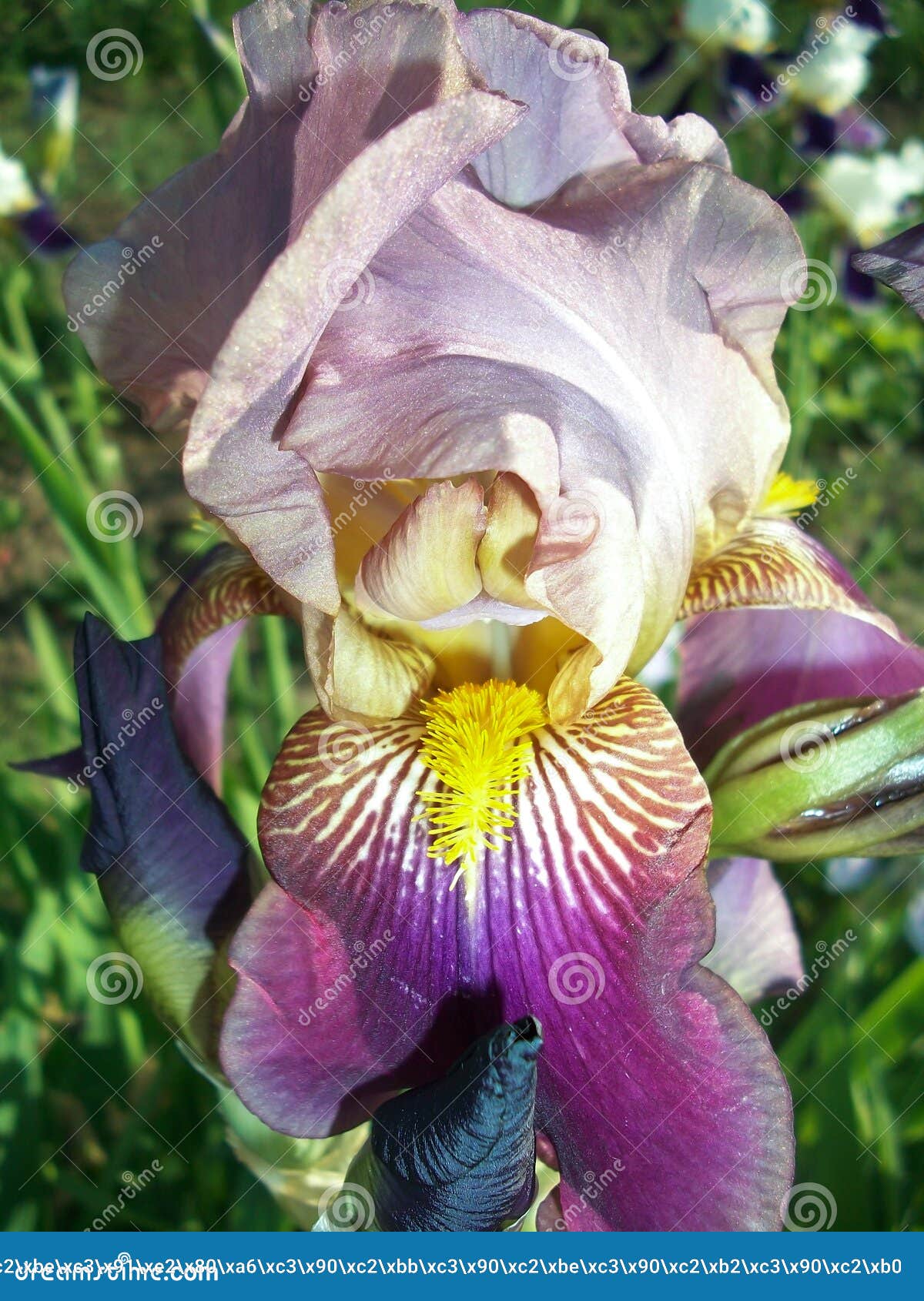 Iris. stock image. Image of summer, ornamental, nature - 37176435