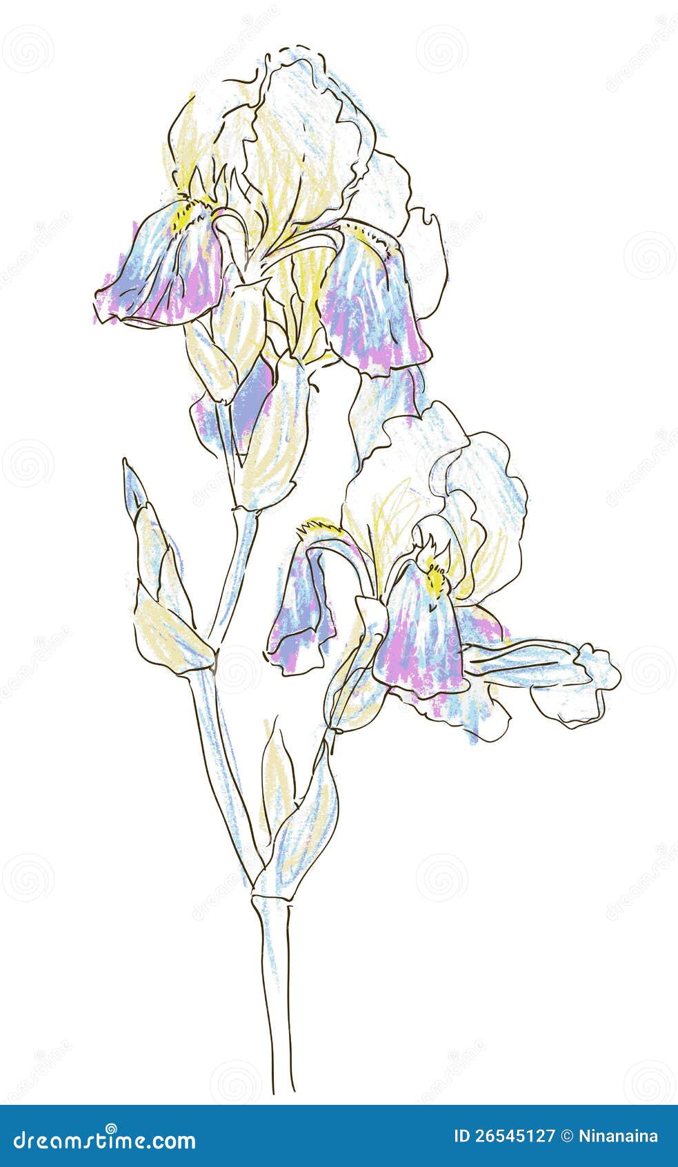 304 Iris, Vector Illustration, Isolate On Gray Background ...