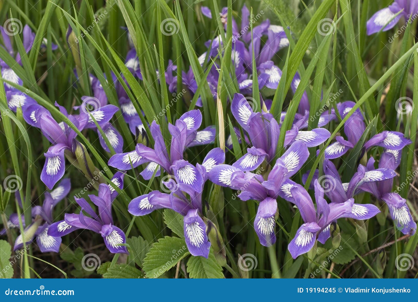 Iris Versicolor, Variegated Flowers Of Rich Violet Mottled Stock Photo ...