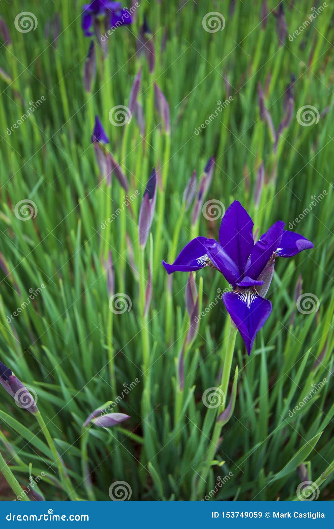 Iris Versicolor Blue Flag. Single Flower with Buds and Soft Focus ...
