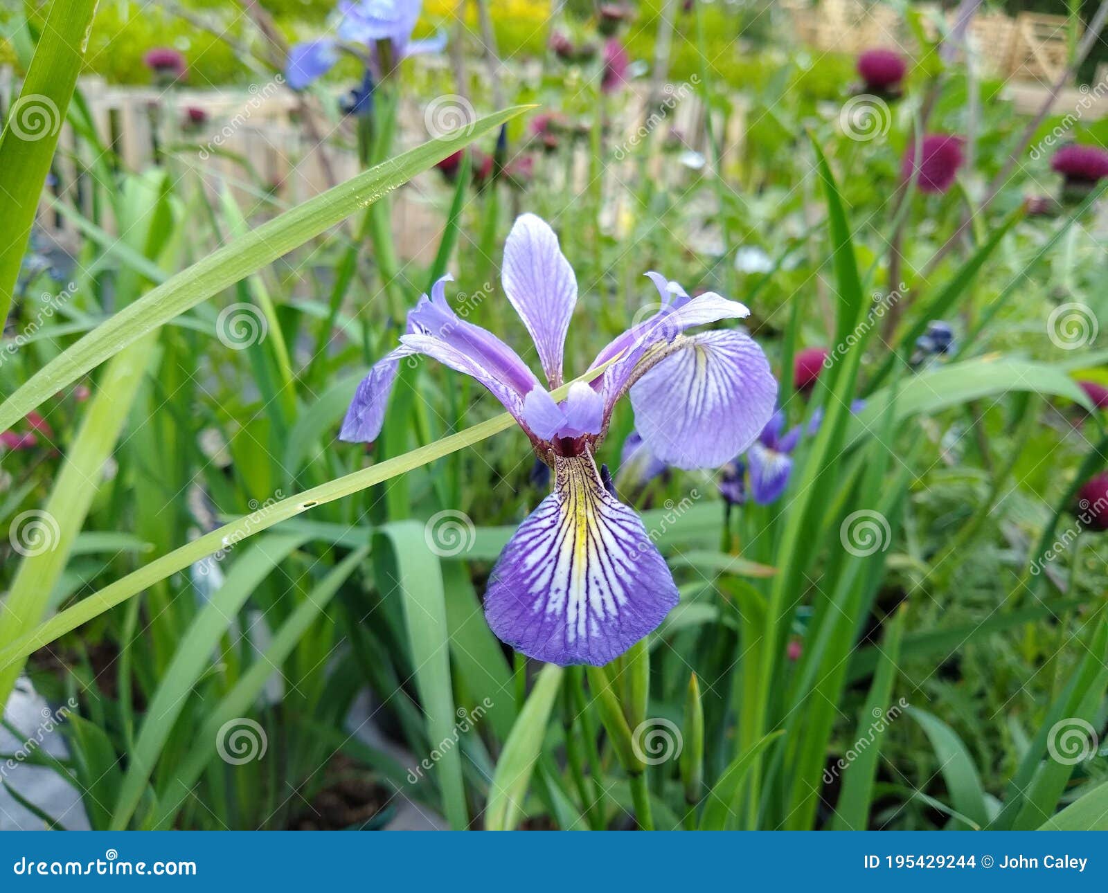 Iris versicolor foto de archivo. Imagen de verde, norte - 195429244