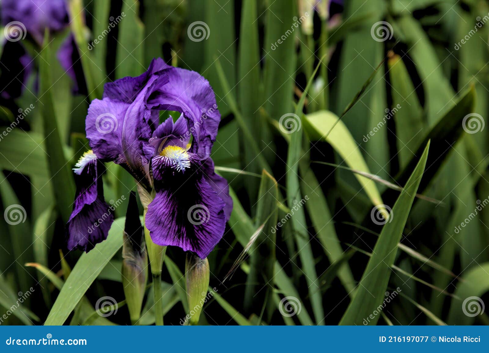 Iris violeta en la hierba imagen de archivo. Imagen de retroceder ...