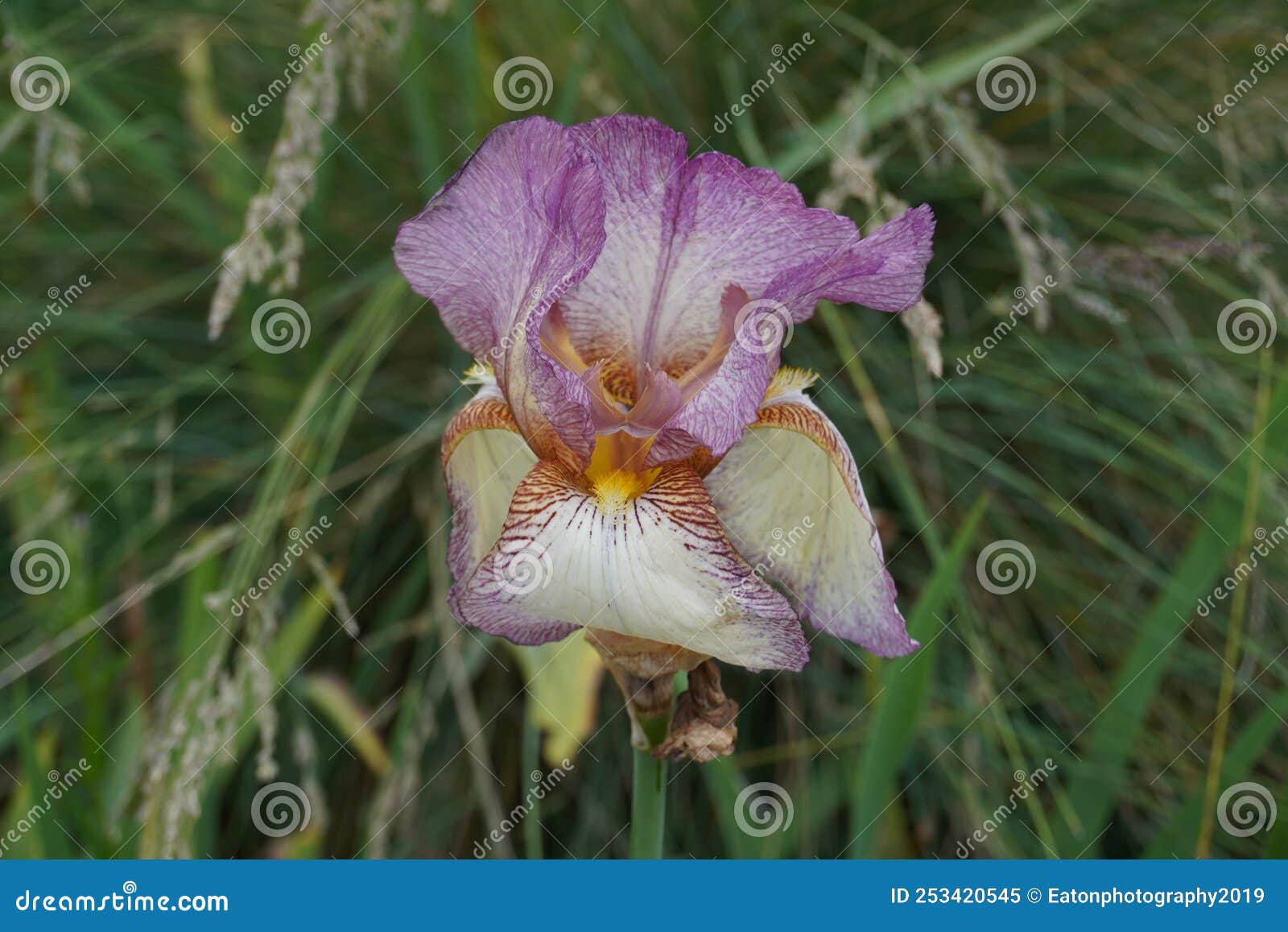 Iris with the Warm Summer Sun on it Stock Image - Image of angiosperms ...