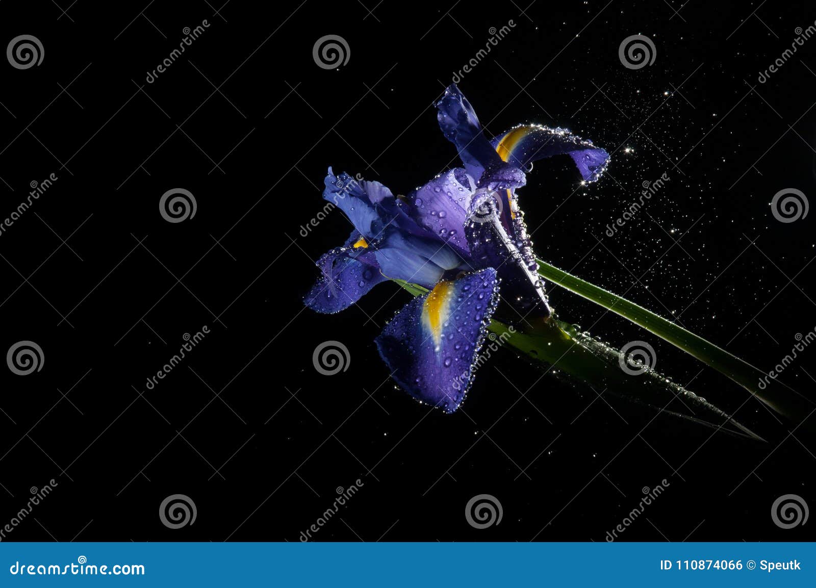 Iris in water stock photo. Image of isolated, calming - 110874066