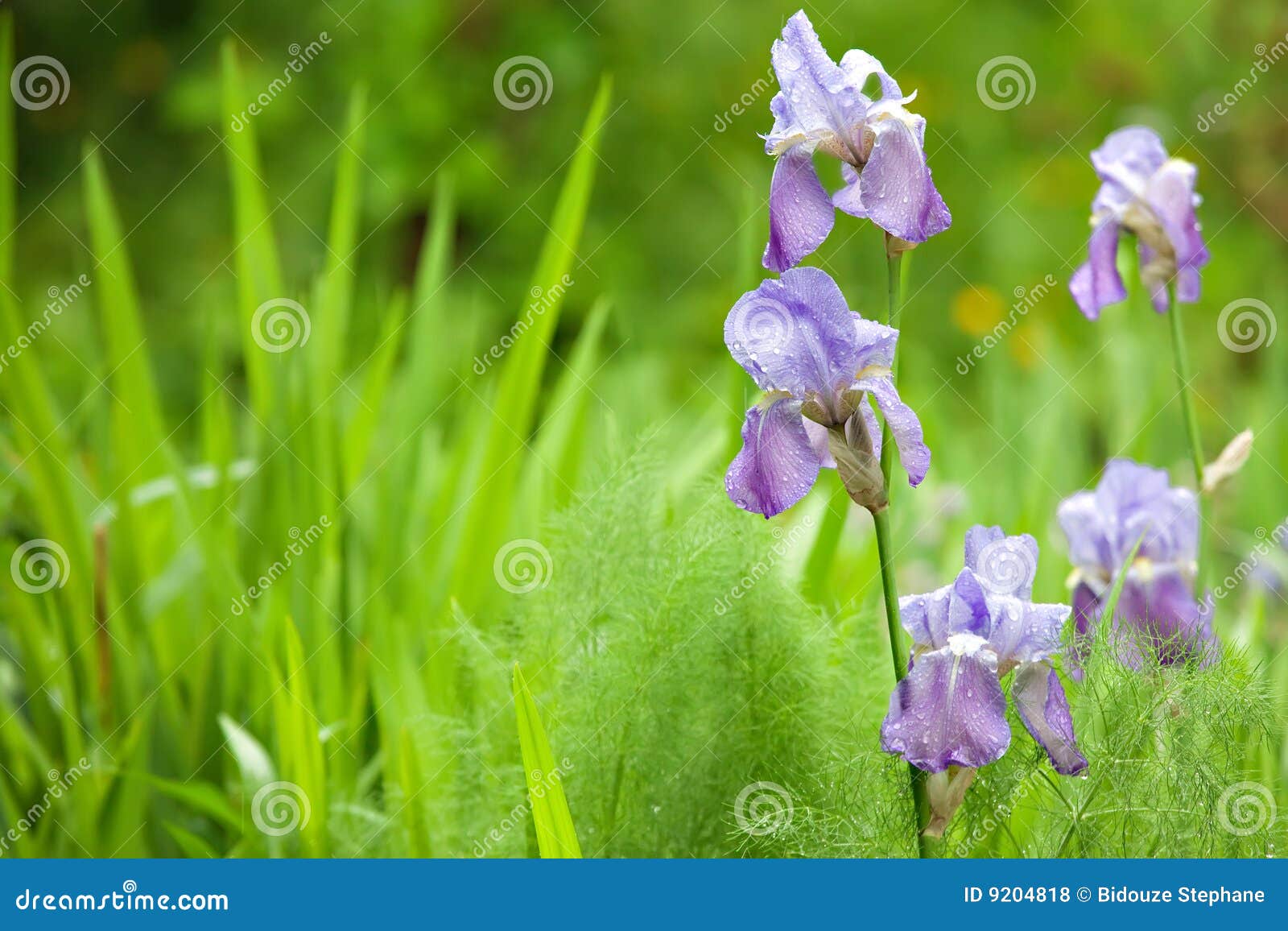Iris in wild garden stock photo. Image of plants, blossoming - 9204818