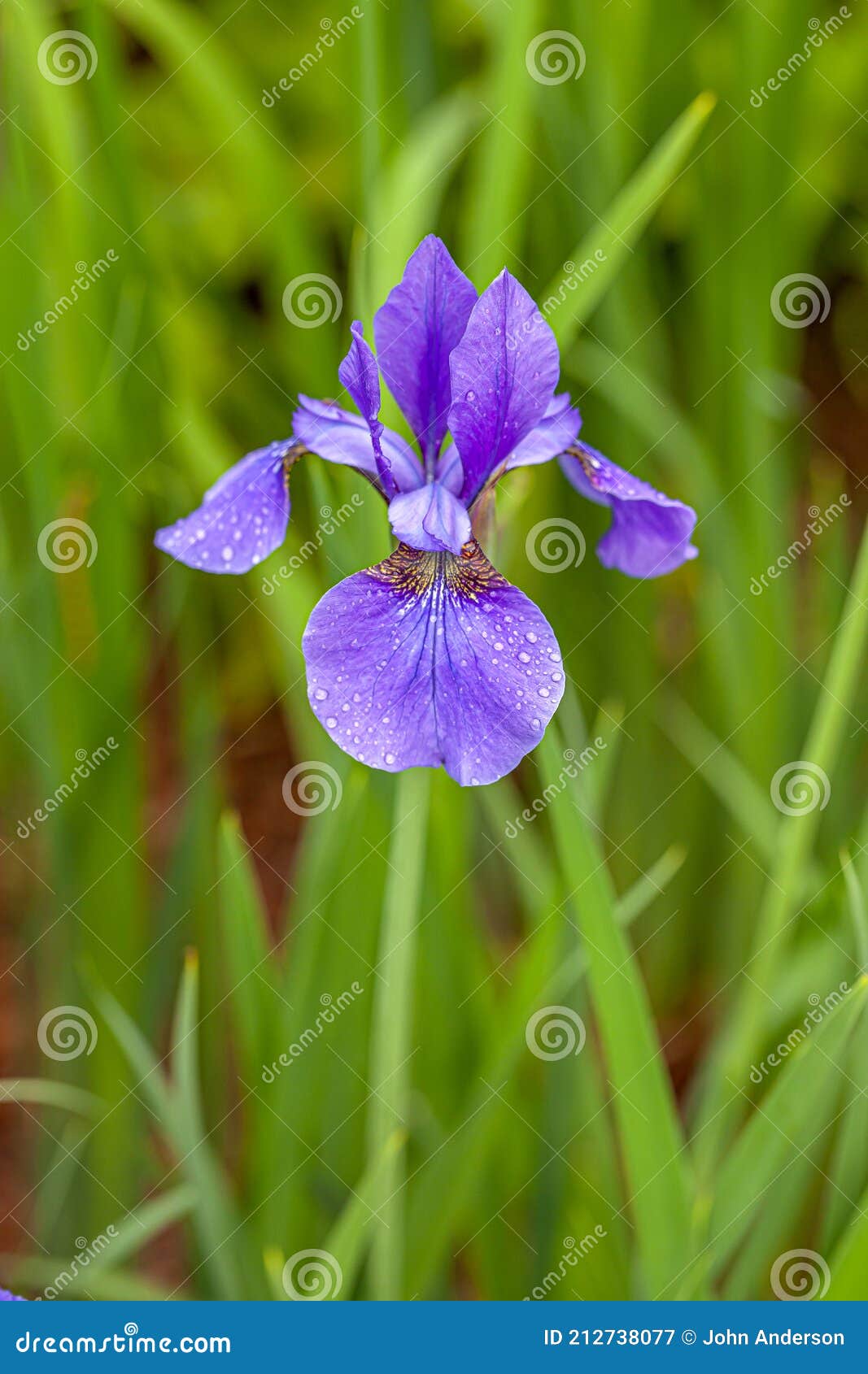 Iris xiphium,Spanish iris stock image. Image of plant - 212738077