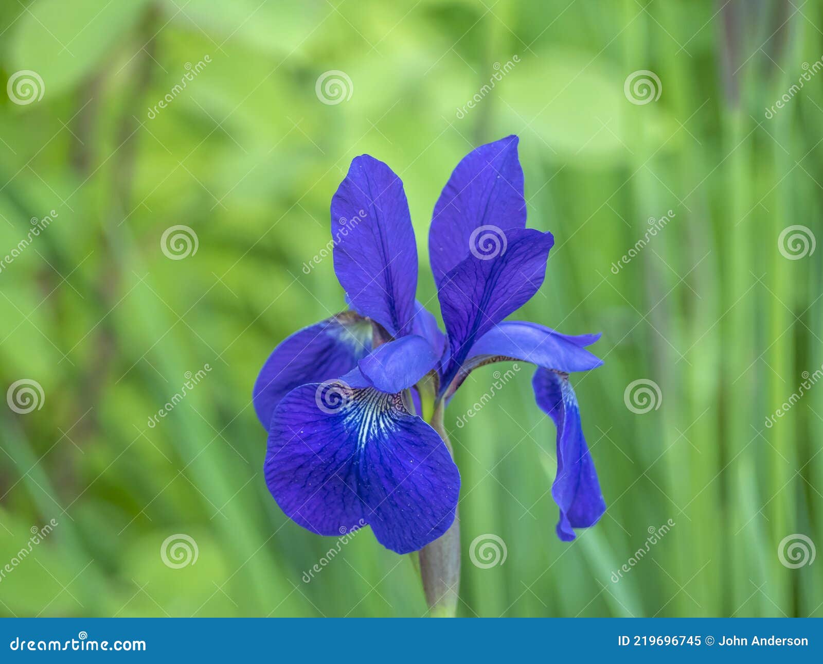 Iris xiphium,Spanish iris stock image. Image of closeup - 219696745