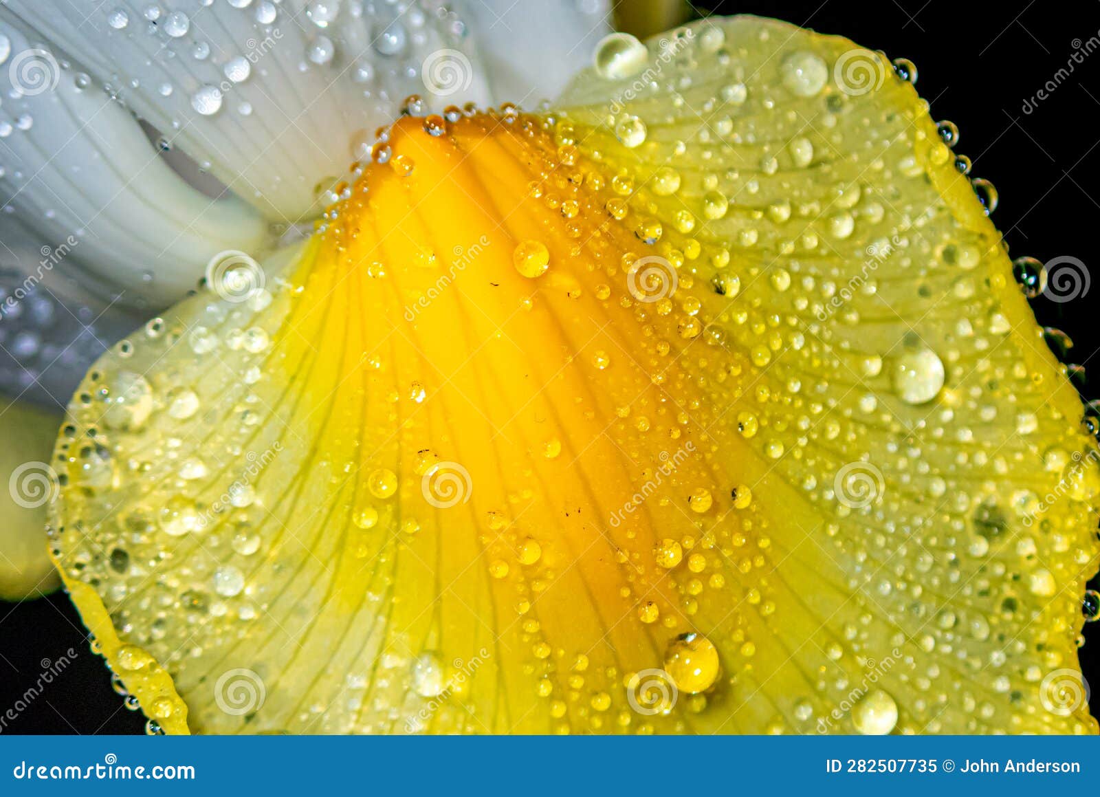 Iris xiphium,Spanish iris stock image. Image of closeup - 282507735