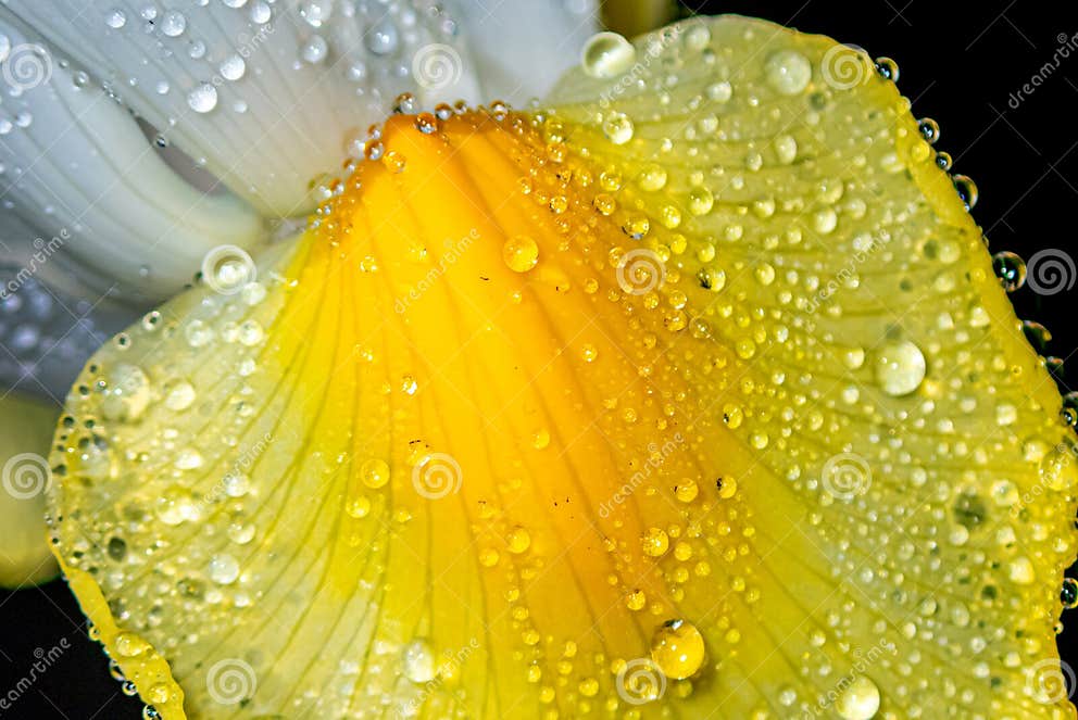 Iris xiphium,Spanish iris stock image. Image of closeup - 282507735