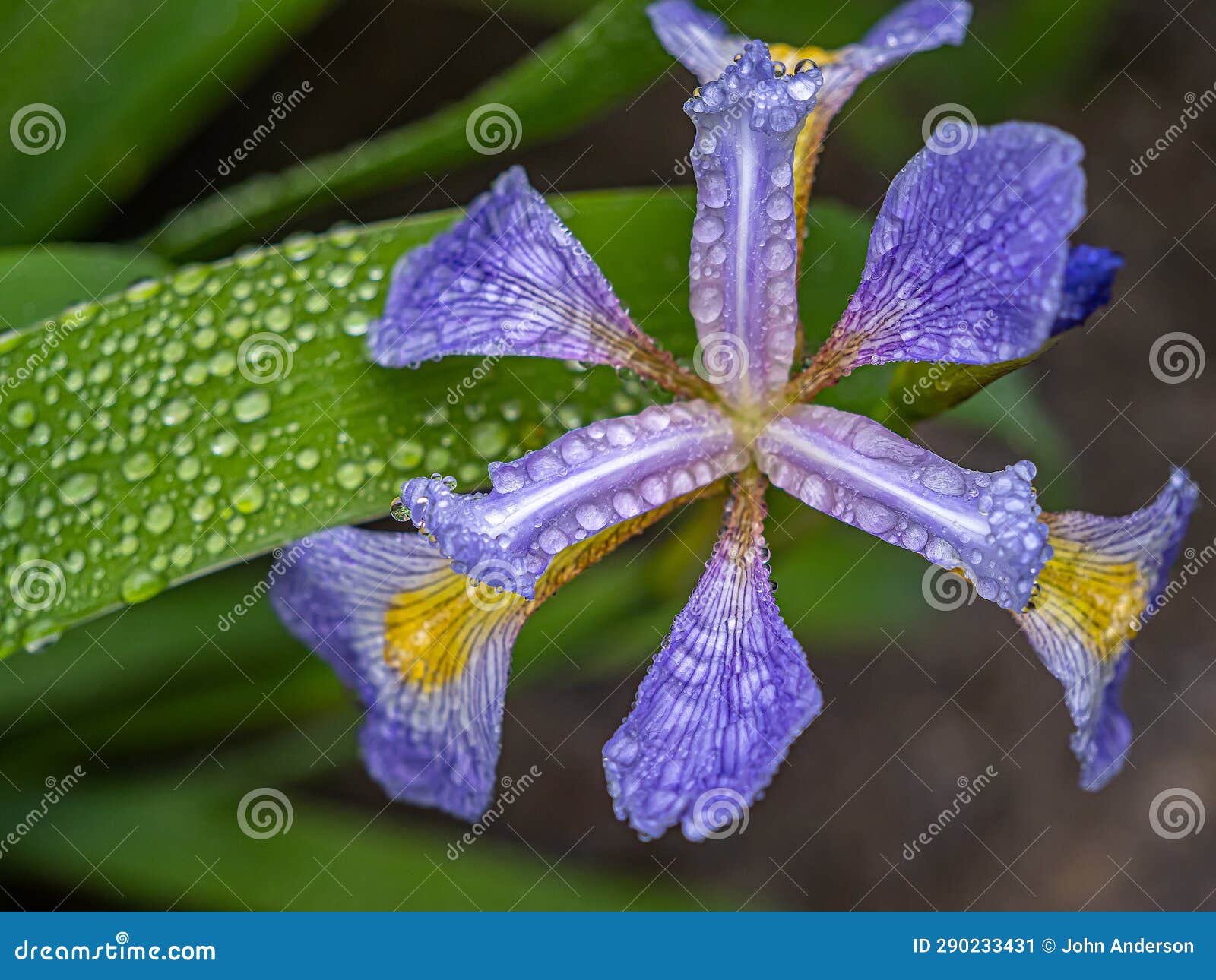 Iris xiphium,Spanish iris stock image. Image of plant - 290233431