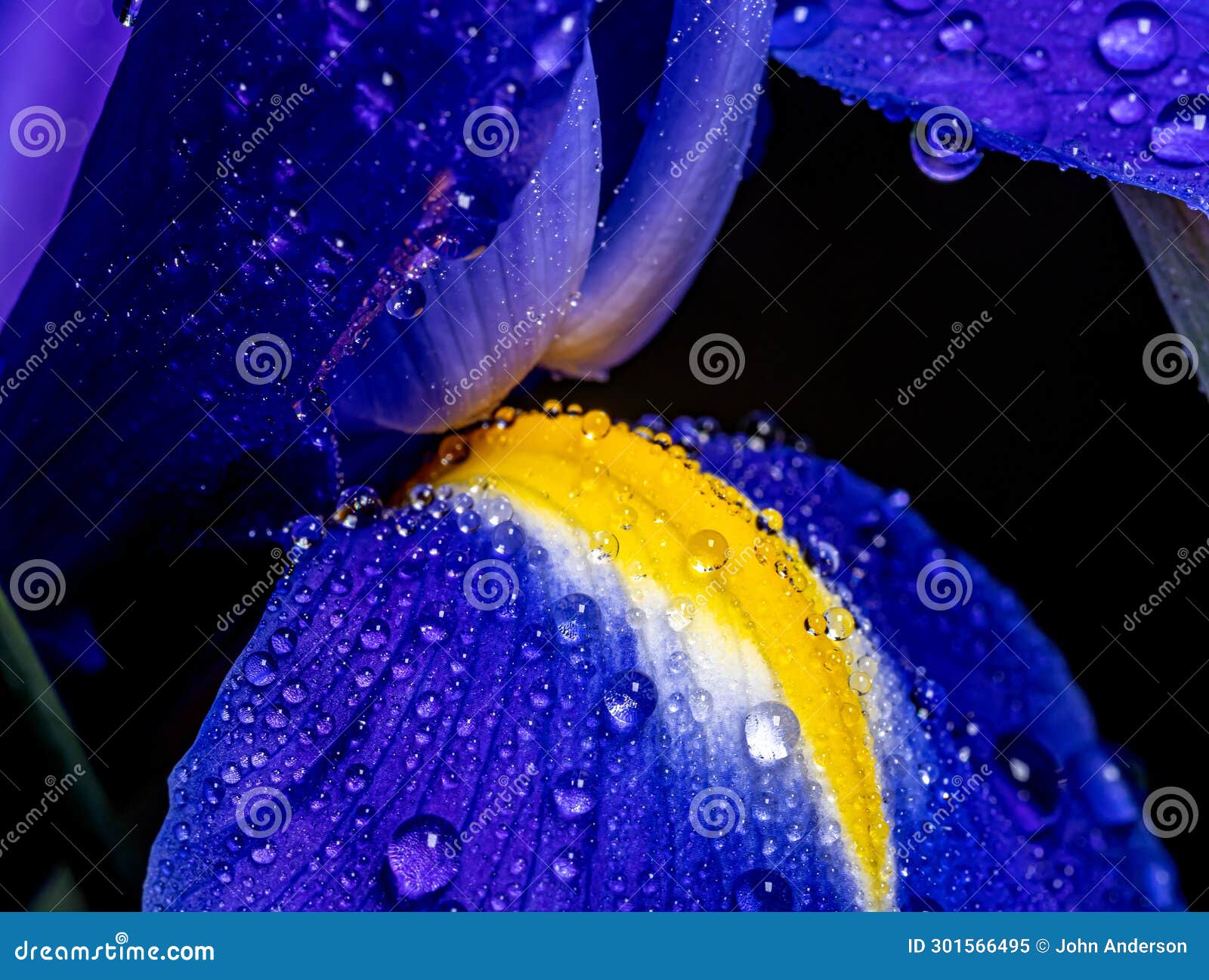 Iris xiphium,Spanish iris stock image. Image of spanish - 301566495