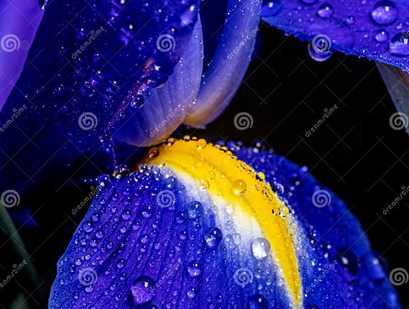 Iris xiphium,Spanish iris stock image. Image of spanish - 301566495