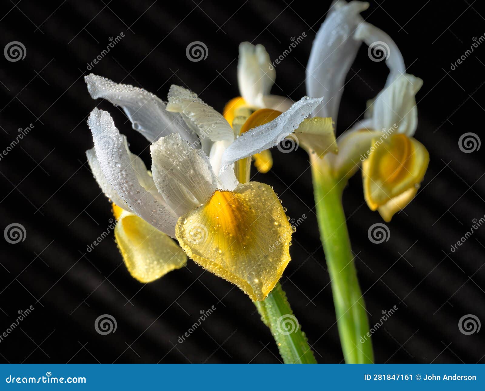 Iris xiphium,Spanish iris stock image. Image of bouquet - 281847161