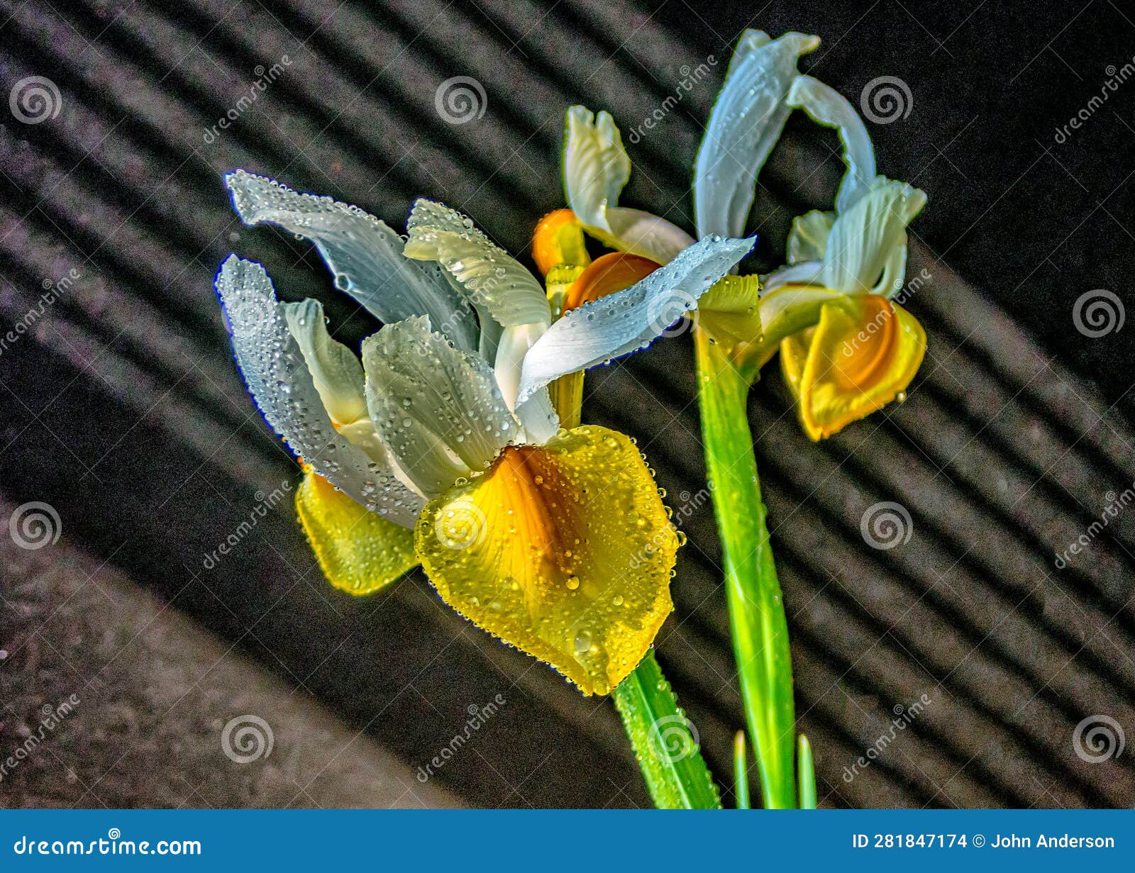 Iris xiphium,Spanish iris stock photo. Image of beauty - 281847174