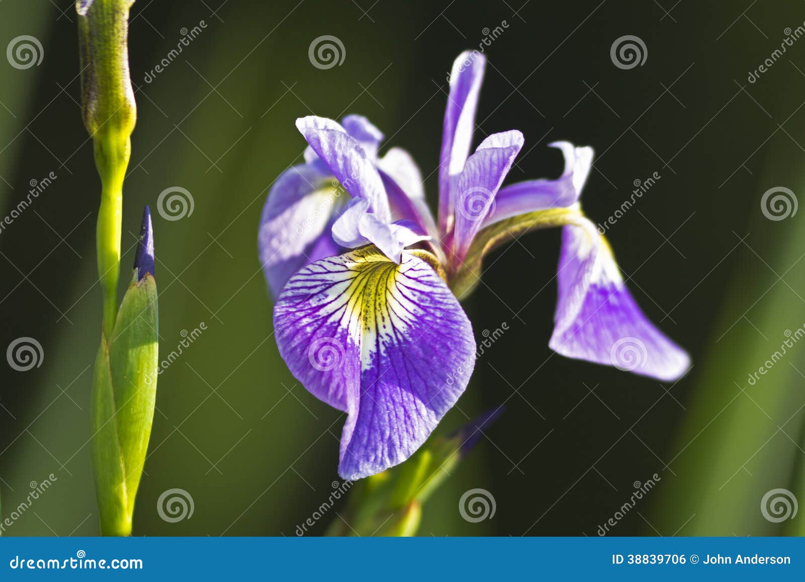 Iris xiphium, Spanish Iris stock photo. Image of bloom - 38839706
