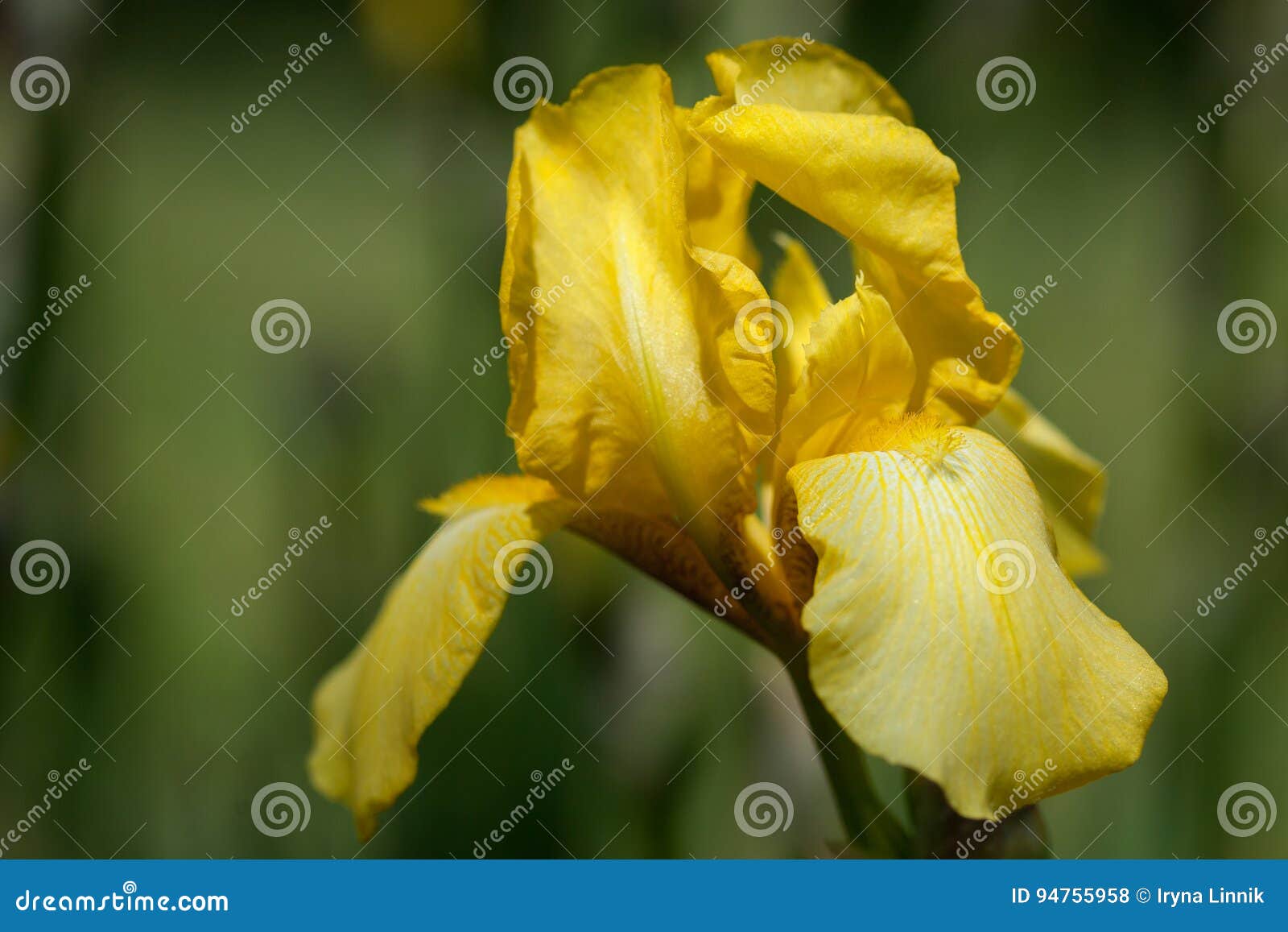 Iris Yellow with Golden Tinge on a Green Background. Stock Photo ...