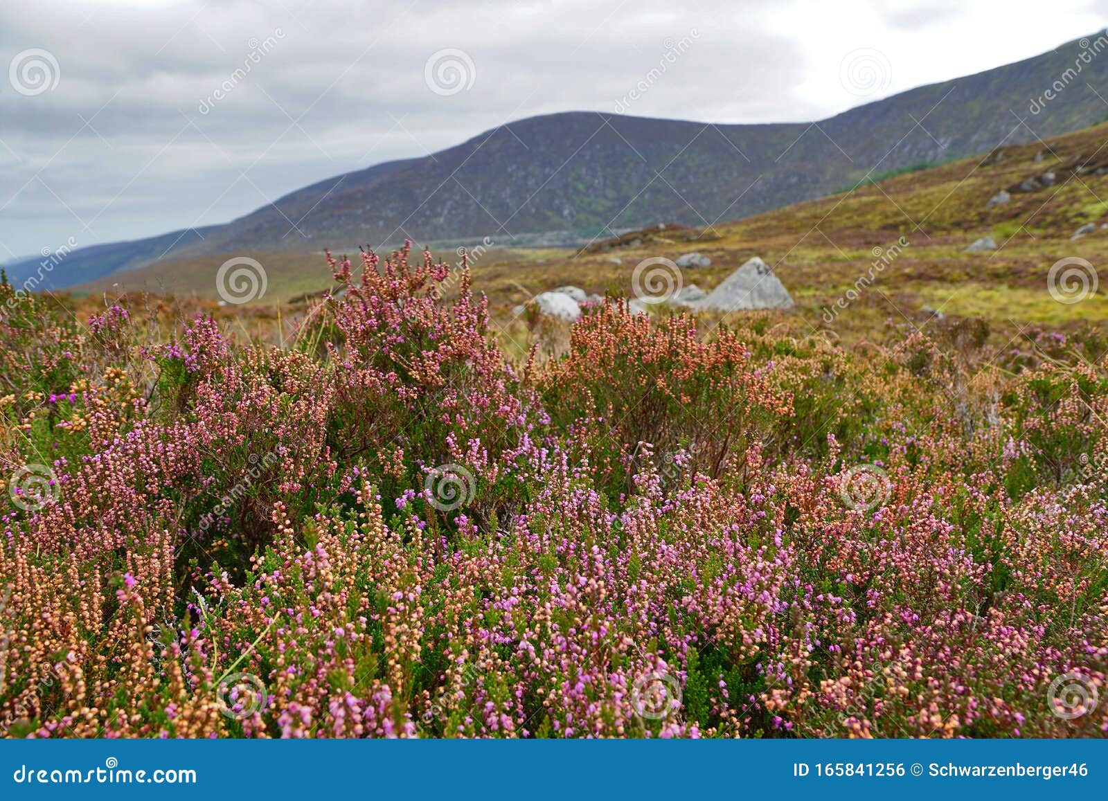 Typical Irish Hilly Landscape with Meadows Stock Photo - Image of ...
