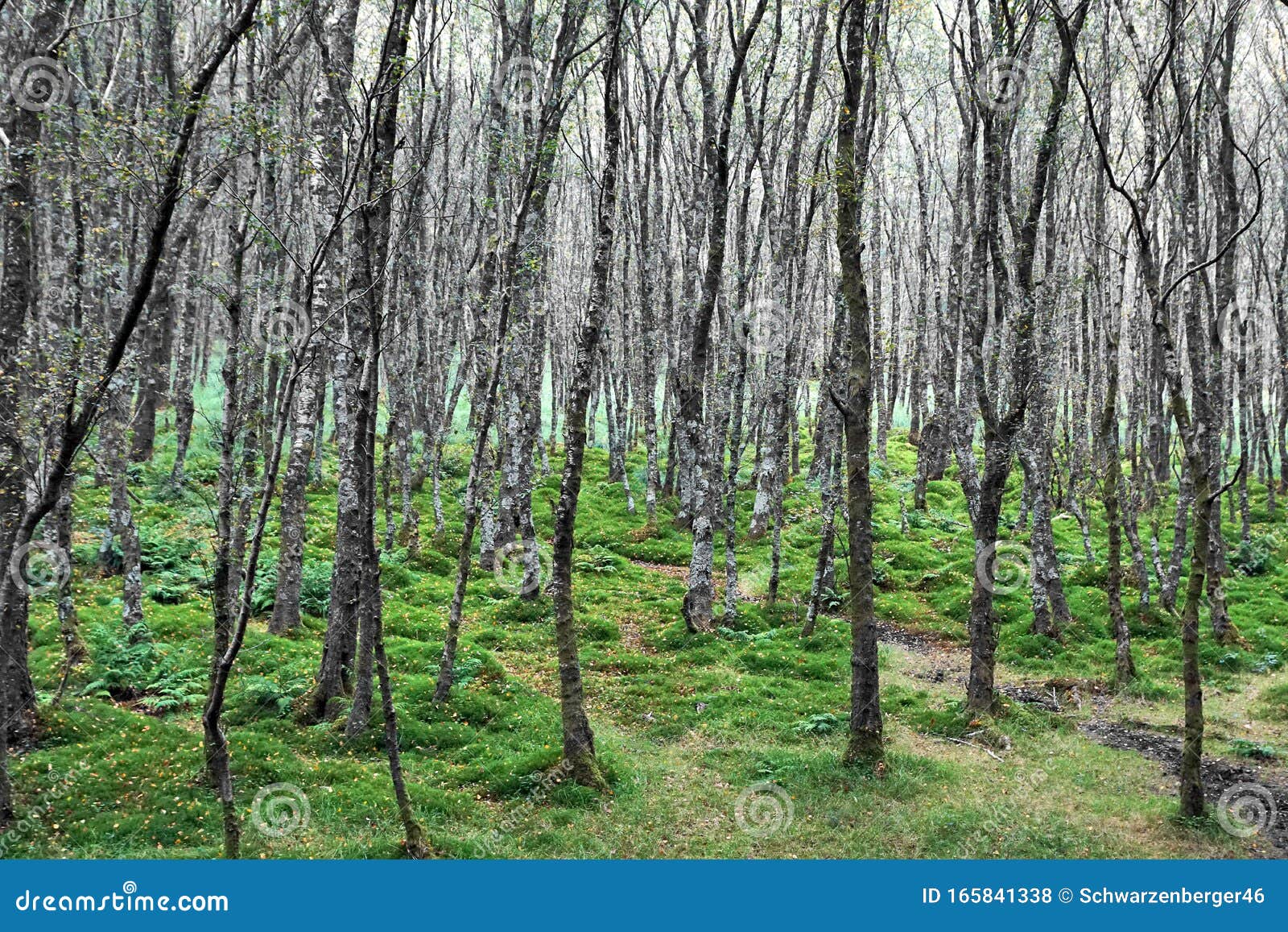 Irish Birch Forest at Glendalough Stock Photo - Image of irish, park ...