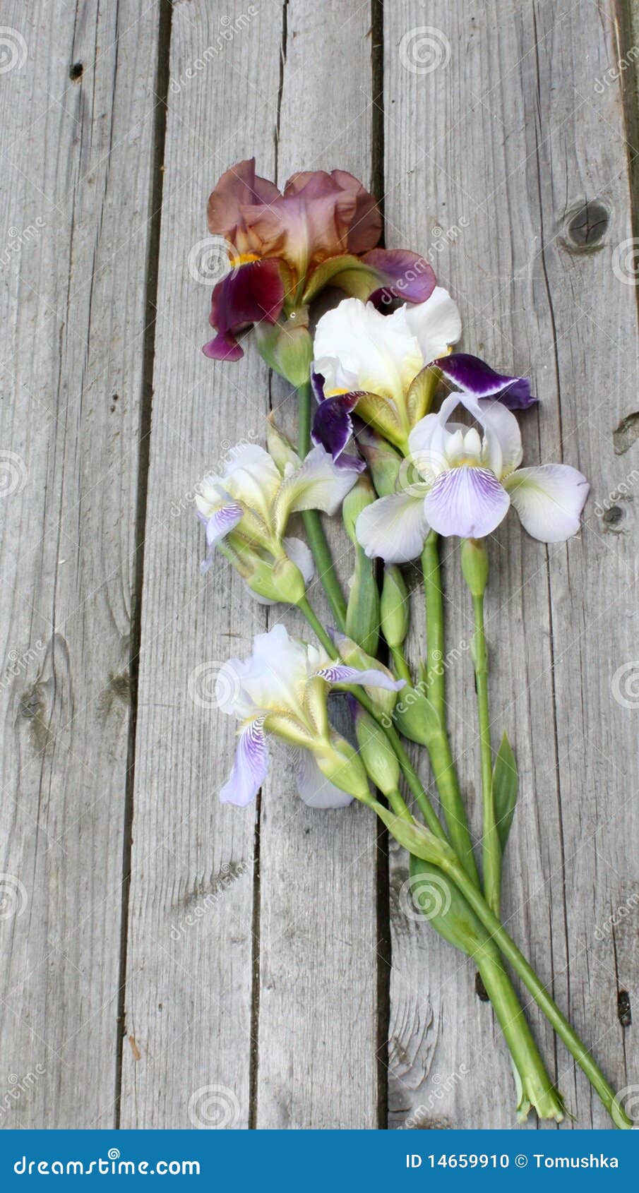 454 Gray Irises Stock Photos - Free & Royalty-Free Stock Photos from ...