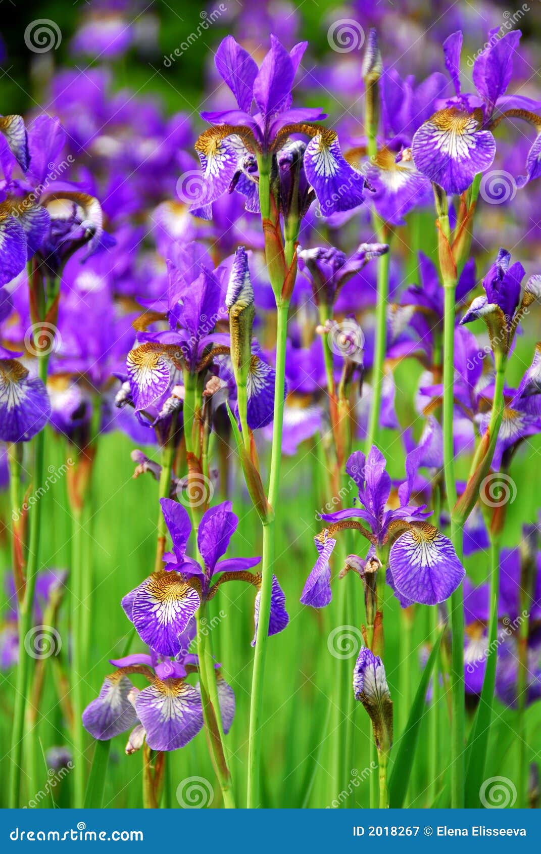 Irises stock image. Image of flower, iris, beautiful, meadow - 2018267