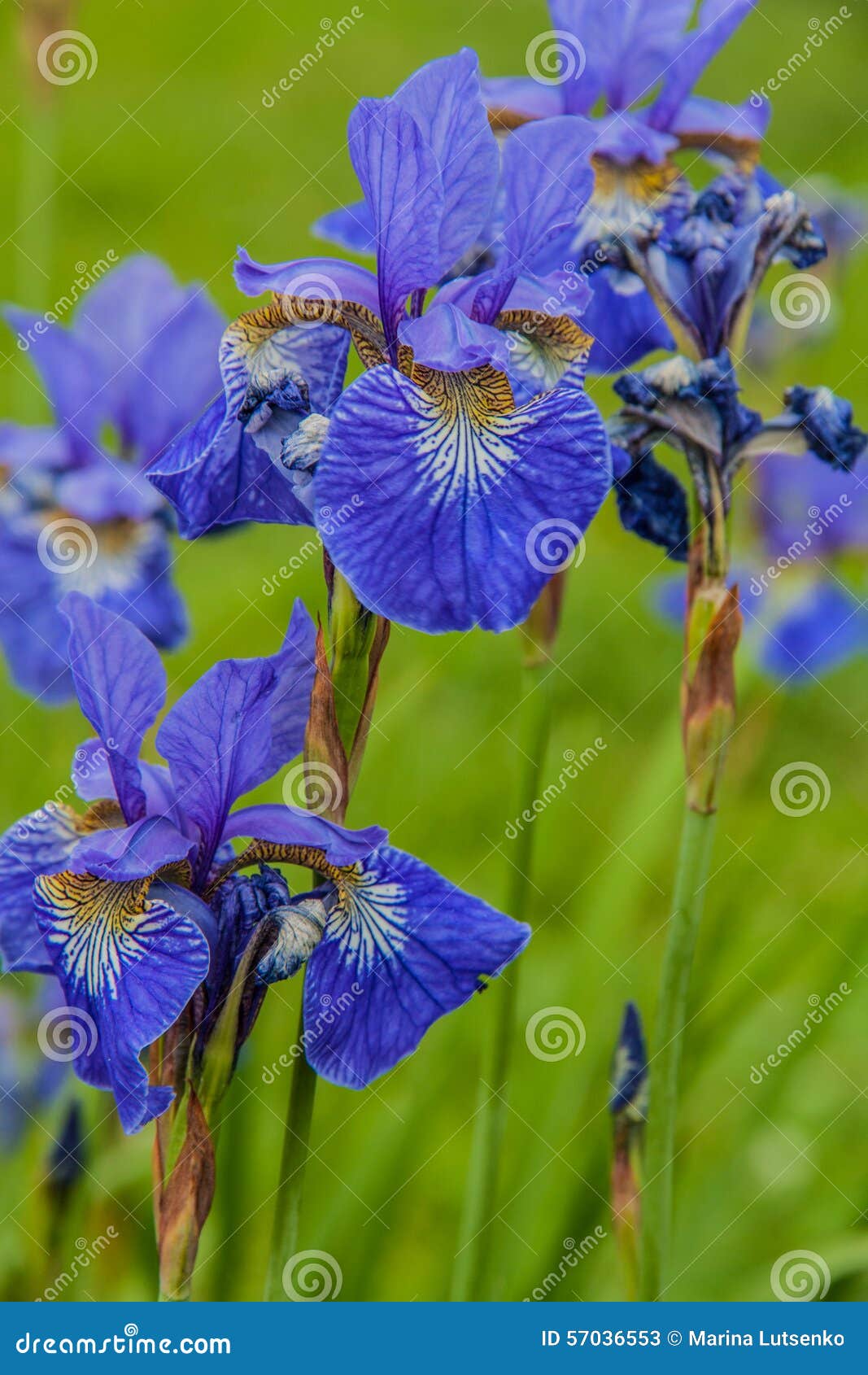 Irises stock image. Image of irises, summer, glass, iris - 57036553