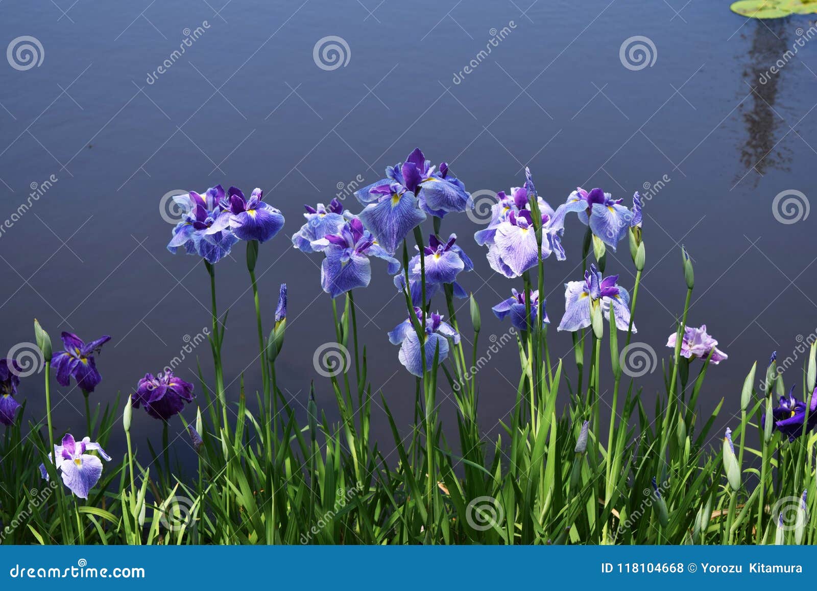 Irises stock photo. Image of season, blooming, green - 118104668