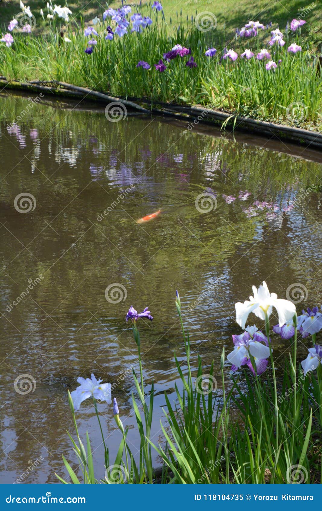 Irises stock image. Image of flora, blossom, summer - 118104735