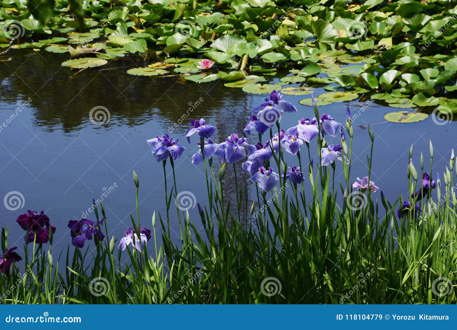 Irises stock image. Image of beautiful, floral, iris - 118104779