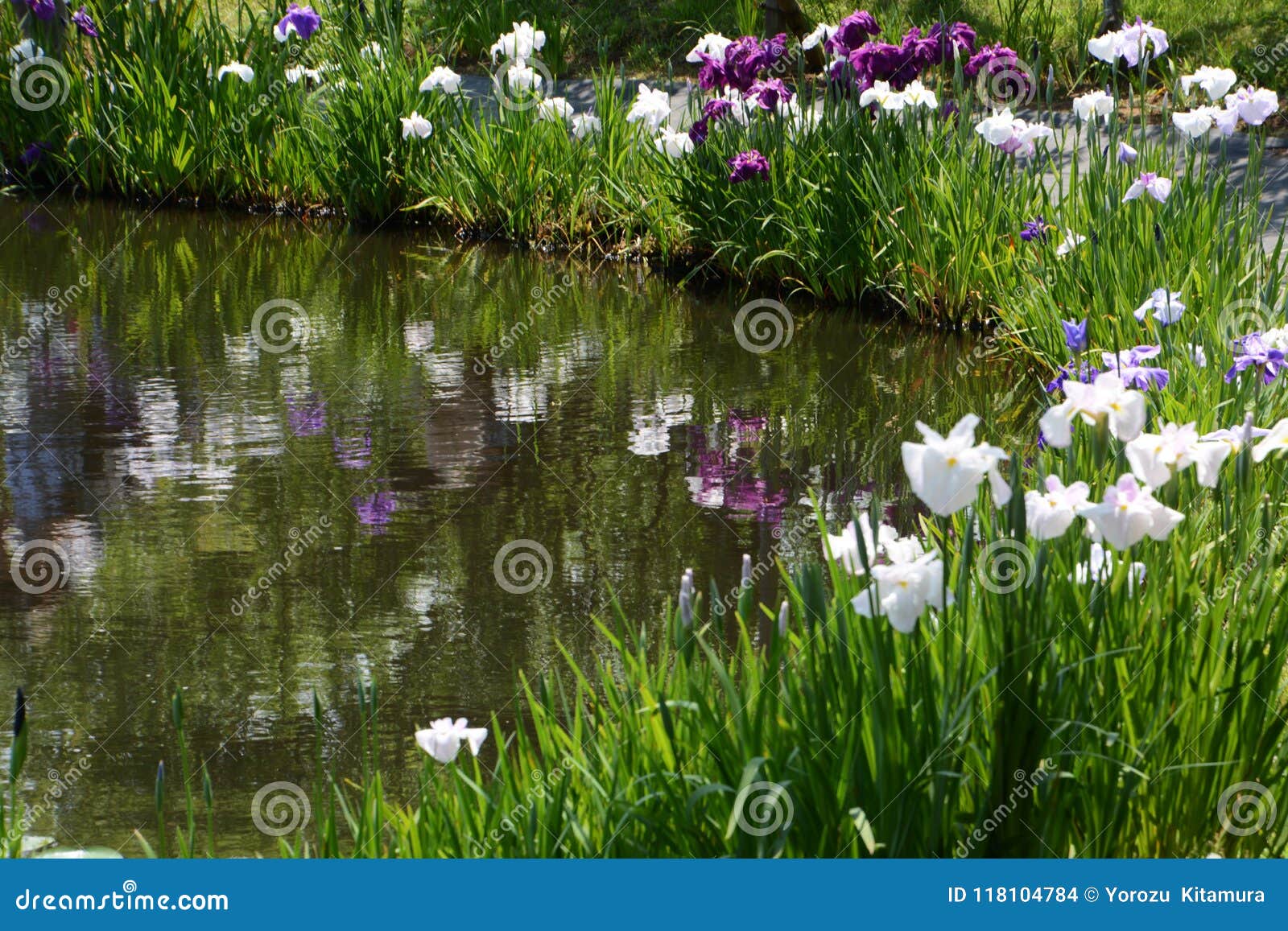Irises stock photo. Image of flower, blossom, beautiful - 118104784