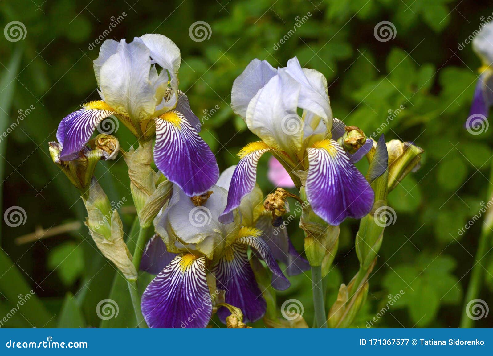 Irises in the flowerbed stock image. Image of design - 171367577