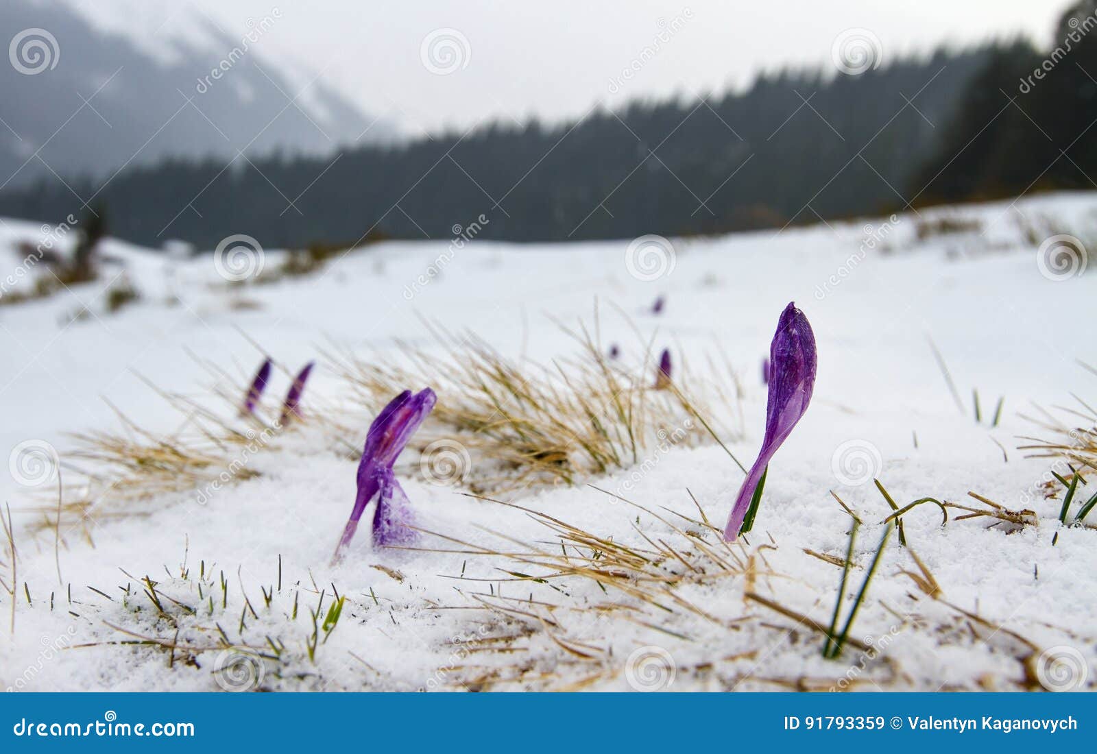 Irises under the snow. stock image. Image of season, snow - 91793359