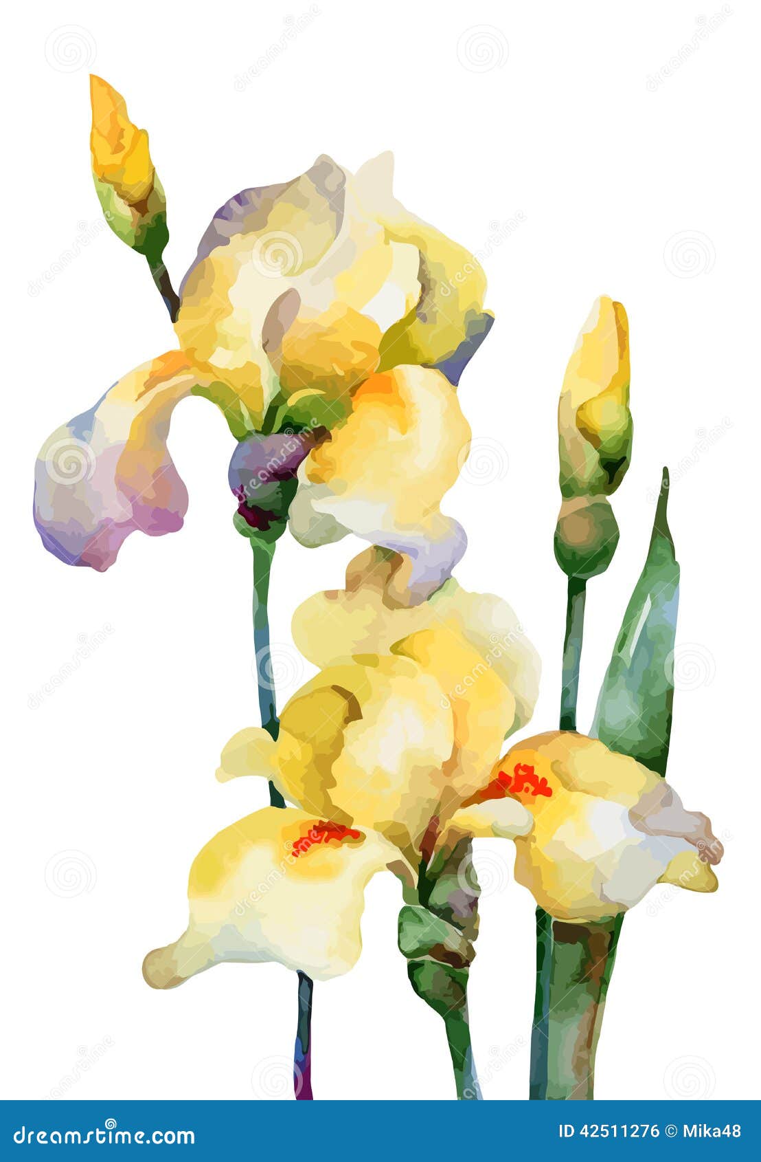 Irises stock vector. Illustration of isolated, green - 42511276