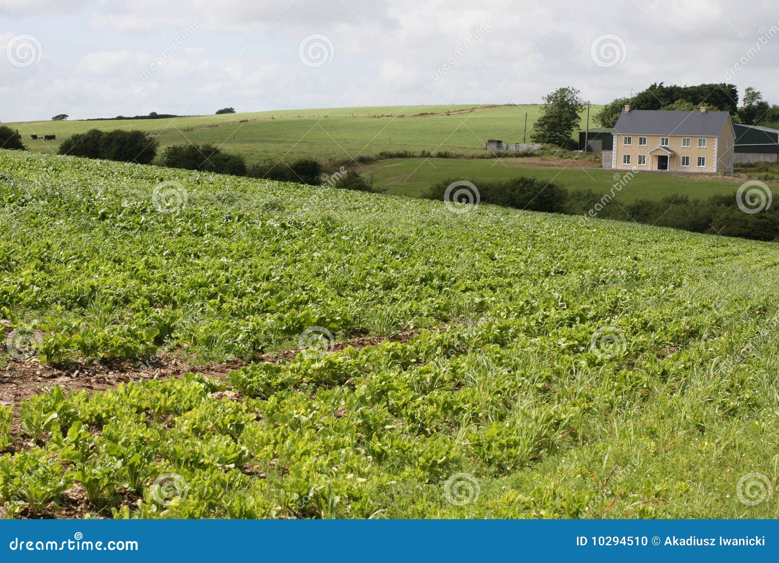 Irish cabbage farm stock photo. Image of plant, cabbage - 10294510