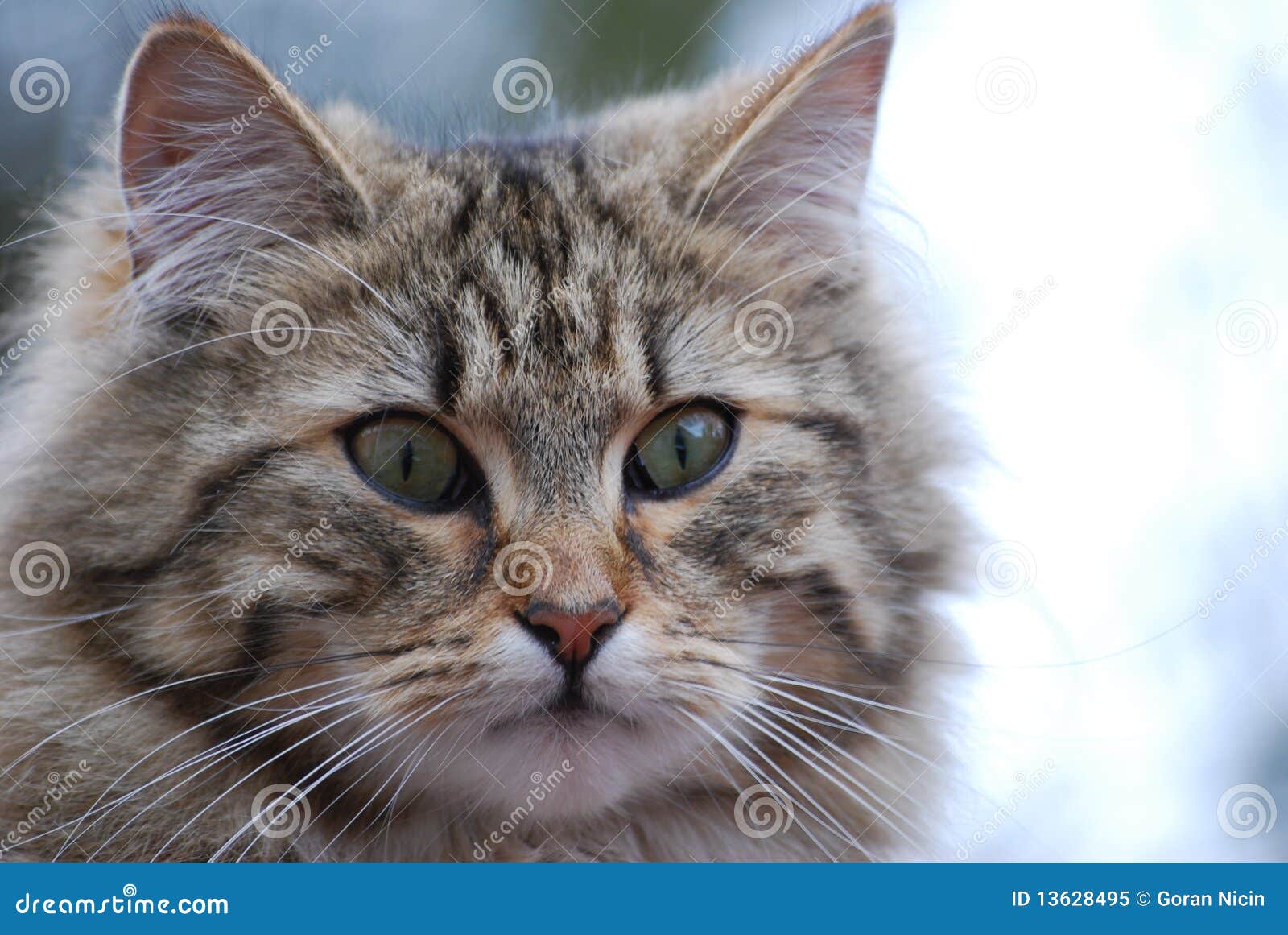 An Irish Cat stock image. Image of brown, ears, whiskers - 13628495