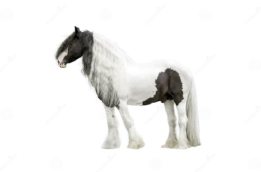 Irish Cob Isolated on White Stock Photo - Image of black, action: 58821708