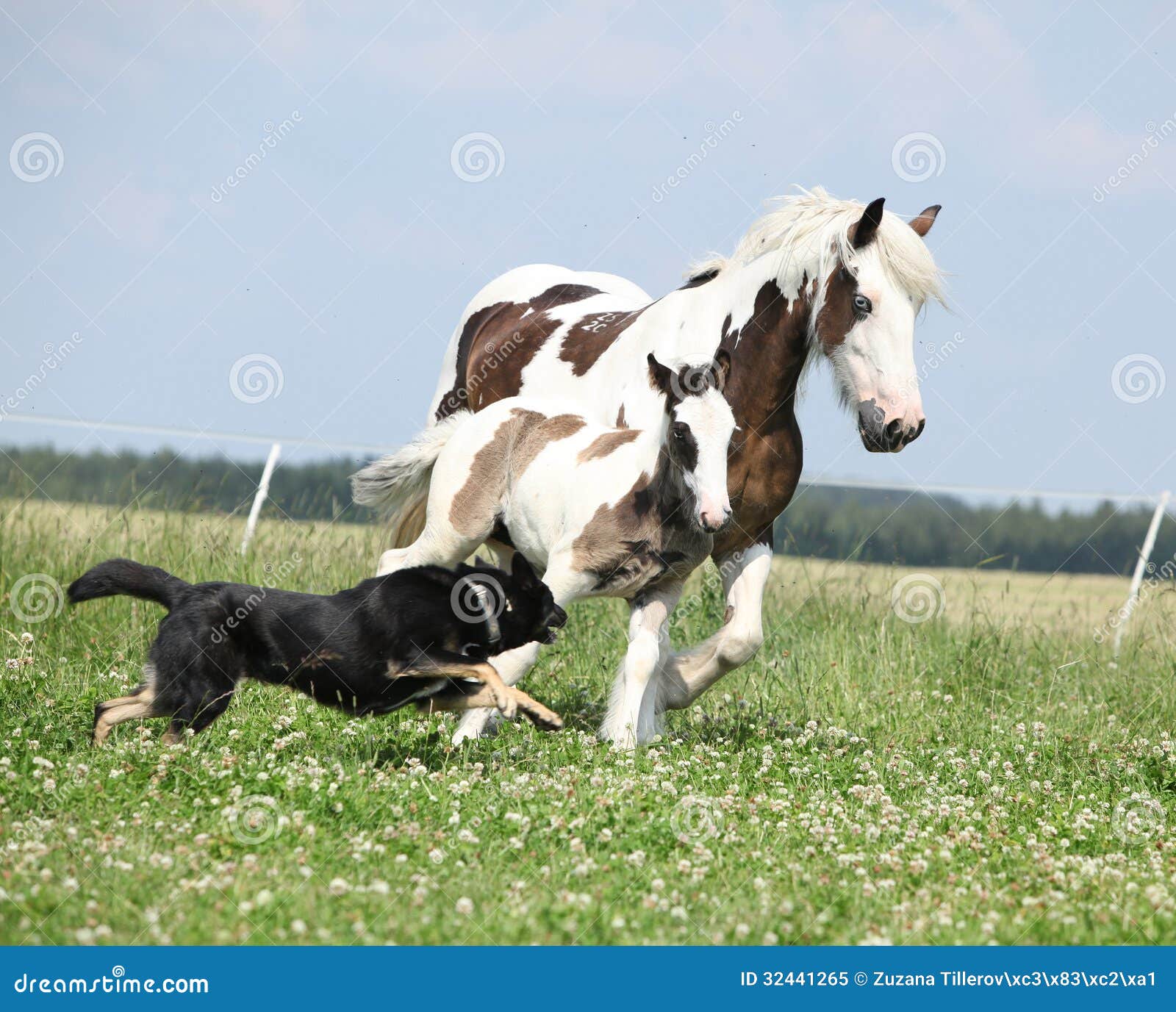 Irish Cob Mare Runaway from the Dog Stock Image - Image of moving ...