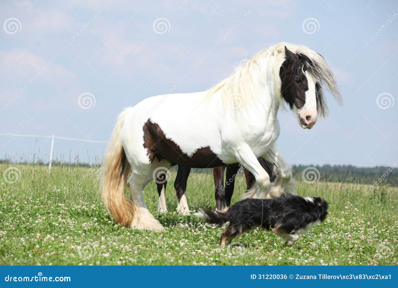Irish Cob Playing with Border Collie Stock Photo - Image of young ...