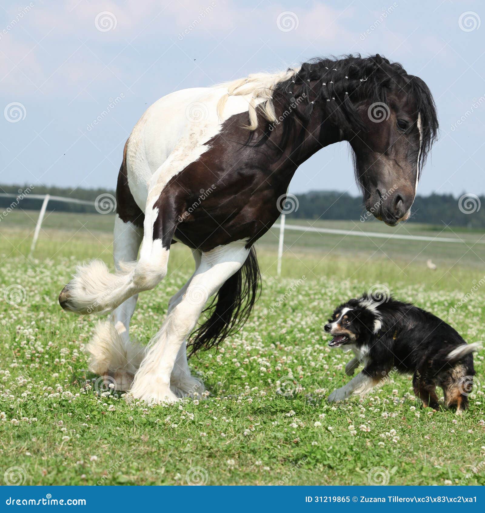 Irish Cob Playing with Border Collie Stock Image - Image of action ...